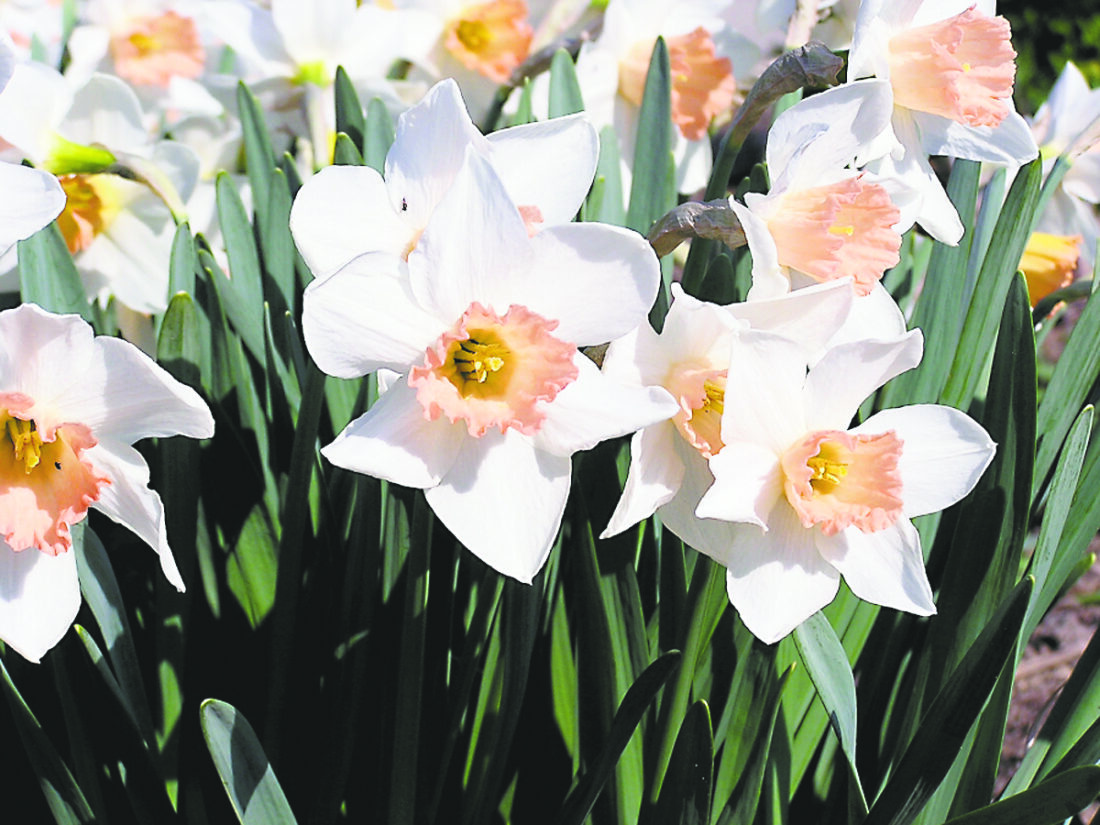 How can I can I get my daffodils to bloom? | News, Sports, Jobs - The ...
